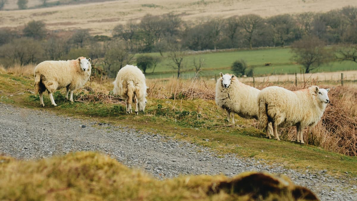 Big annual increases boost for Welsh sheep exports | brecon-radnor.co.uk